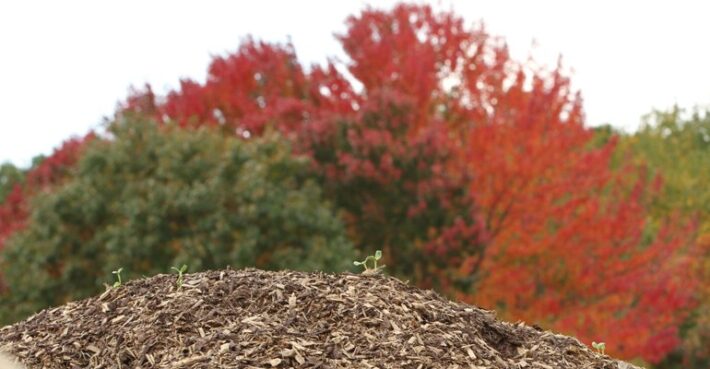Standard Biocarbon signs Letter of Intent for biocarbon plant in ...