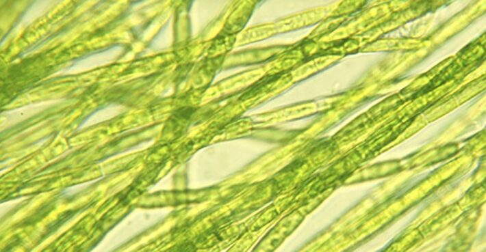 Start-up developing low cost process to lyse algae | Bioenergy ...