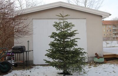 Dreaming of a greener Christmas tree | Bioenergy International