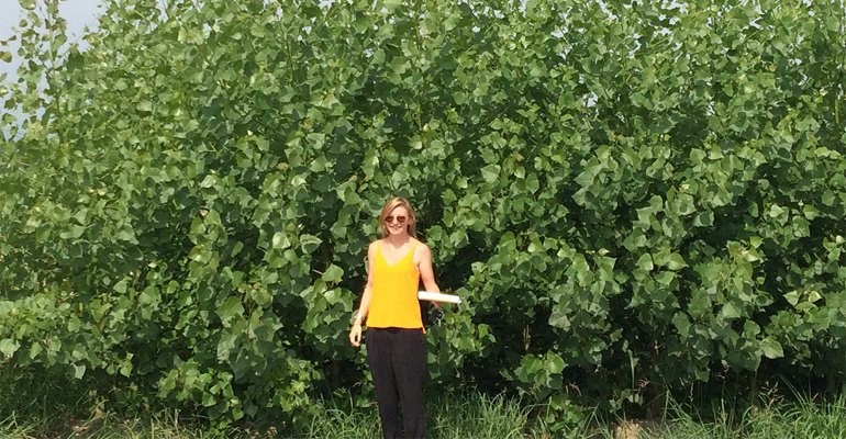 UC Davis and ORNL awarded US$2.5 million to develop bioenergy feedstock ...