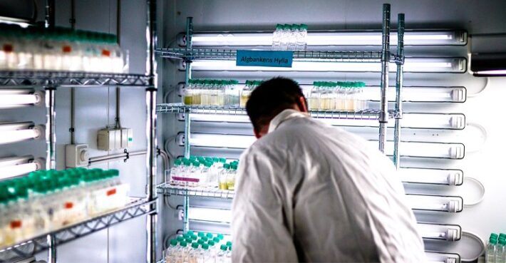 Swedish Algae Factory raises SEK 53 million for algae production ...