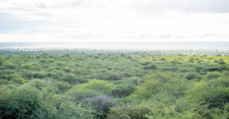 Namibia reaches new heights in FSC certification | Bioenergy International